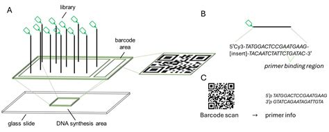 Parallel Dna Synthesis To Produce Multi Usage Two Dimensional Barcodes