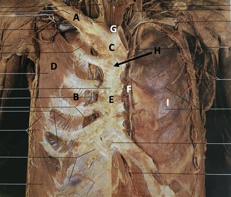 Anatomy Practicum Diagram Quizlet