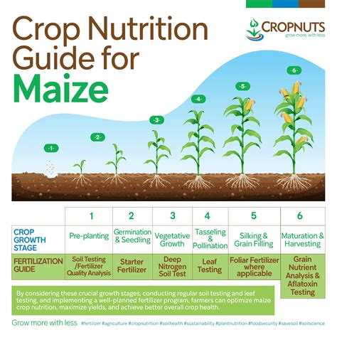 Maize Crop Nutrition Guide Cropnuts