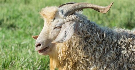 Angora Goats For Sale Tasmania At Oliver Silas Blog