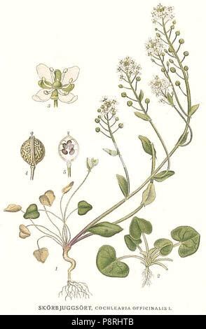 Flowering Scurvy Grass Cochlearia Officinalis In Salt Marsh Plant