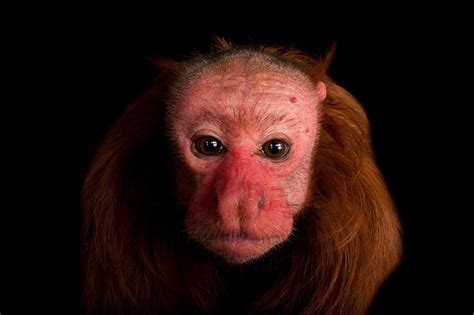 Обезьянка с красной мордочкой 44 фото