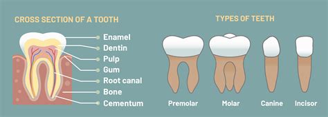 Teeth And Gum Anatomy Types Of Dental Anatomy Uqmc