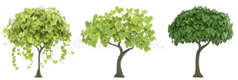 Tree Variations Showcasing Different Leaf Colors And Shapes Depicting Growth Stages And
