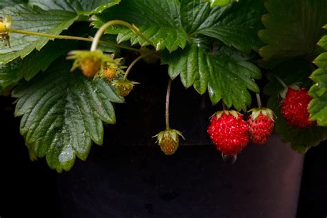 Types Of Strawberries List Of Popular Strawberry Varieties