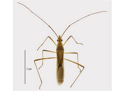 Rice Seed Bug 299