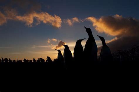 Linux 就该这么学PDF免费下载 售价 元的Linux零基础书籍 王牌网络