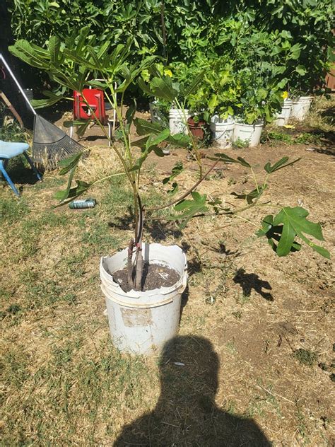 Figbid Online Auctions Of Fig Trees Fig Cuttings And Growing Supplies Tena Fig Tree Mother