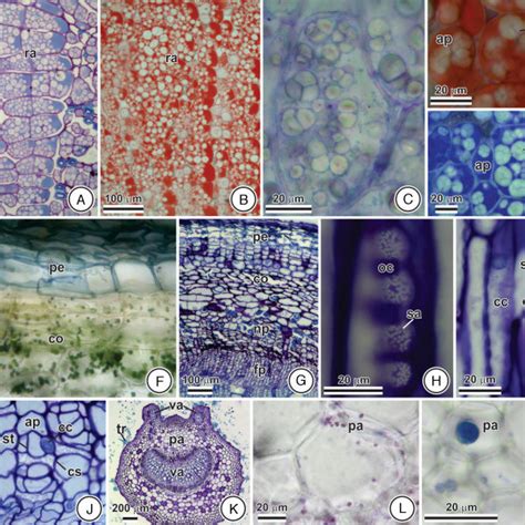 Features Of Stem Solanum Agrarium Sendtn Solanum Lycocarpum A