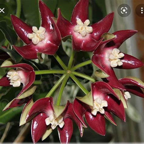 4” Hoya Imperialis Red Fragrant Flowers Flowers Flower Pots