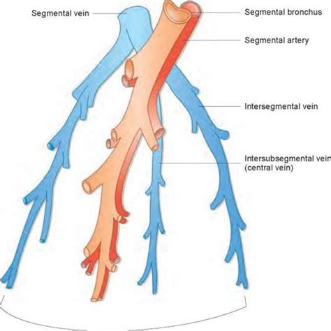 Pulmonary Artery Segmental Anatomy