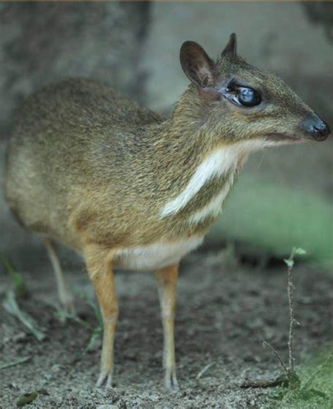 លោក នេត្រ ភក្ត្រា កុំច្រឡំថាសត្វកណ្តុរ នេះគឺសត្វក្តាន់ញ៉ែង នគរដ្រេហ្គន