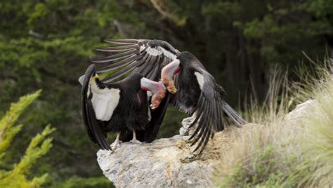 Condor Biology Ventana Wildlife Society