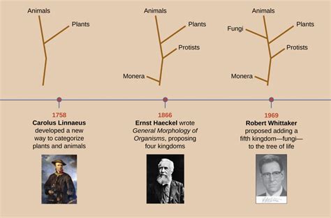 The Evolution Of Biological Classification A Timeline Of The Tree Of Life Anatomy Note