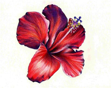 Drawing Flowers Colored Pencils Best Flower Site