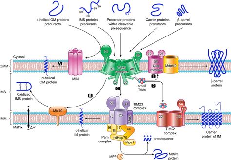 Mitochondrial Quality Control In Health And In Parkinsons Disease