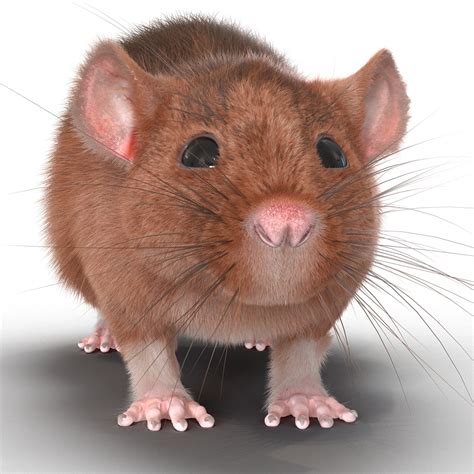 3d Rat 2 Model