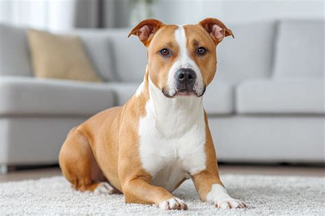 Top 7 Training Tips For Your American Staffordshire Terrier