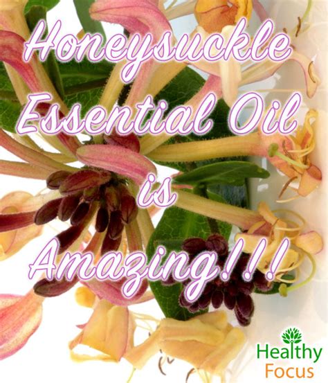 7 Benefits Of Honeysuckle Essential Oil Healthy Focus