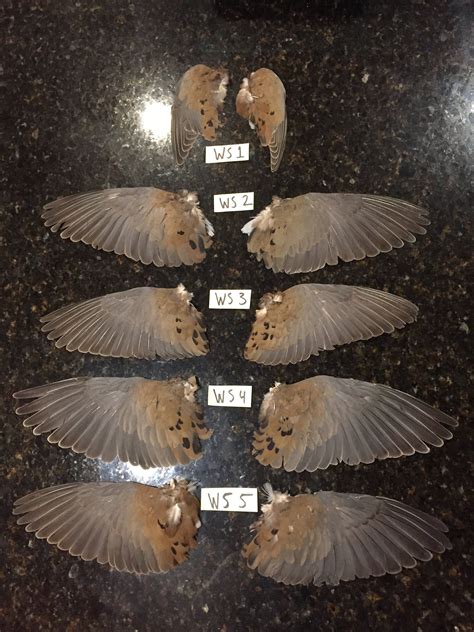 Mourning Dove Taxidermy Wing Sets Mourning Dove Doves Taxidermy