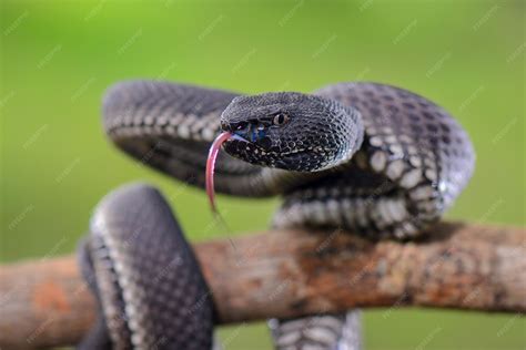 Víbora Negra Trimeresurus Purpureomaculatus Manggrove Pit Viper