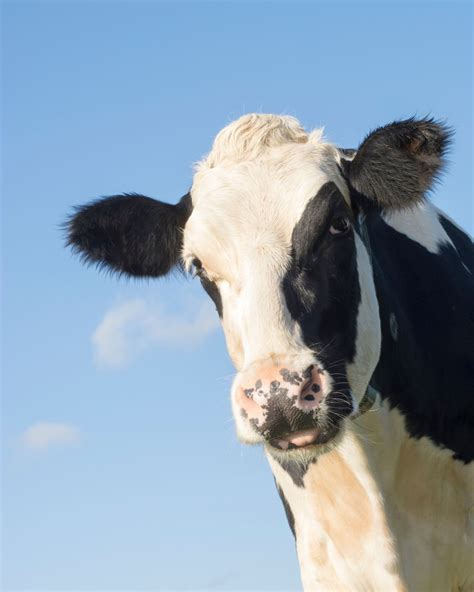 Red Seaweed Contains Bromoform Which Is The Active Ingredient That