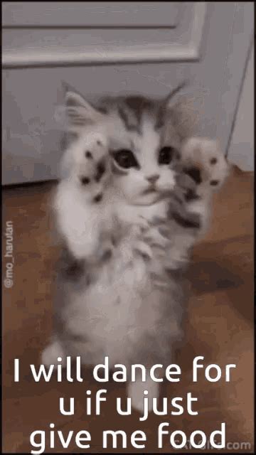 Pole Dancing Animal S