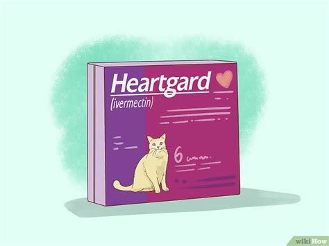 Treat Mange In Cats Types Symptoms And Treatment Methods
