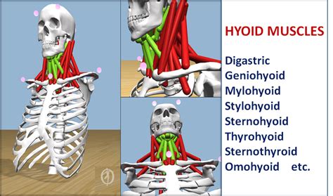 Hyoid On Skeleton