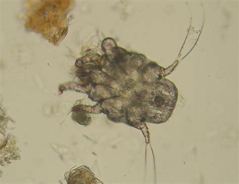 Ear Mite Wikipedia