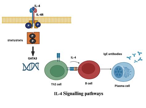 Il4pred2 Prediction And Desigining Of Il4 Inducing Peptides