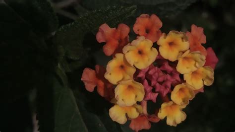 Choti C Lv 21 Dec 2022 Youtube