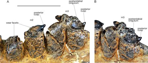 Mystacodon Selenensis The Earliest Known Toothed Mysticete Cetacea Mammalia From The Late
