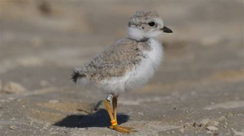 Advocating Comprehensive Piping Plover Habitat Id Ecojustice