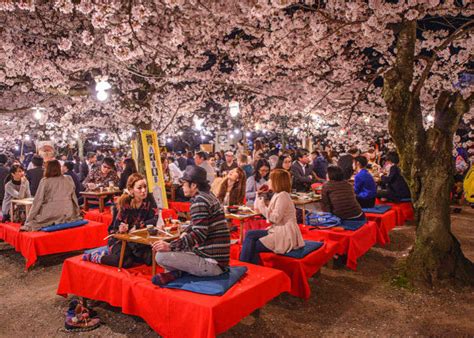 Sakura At Night Festivals