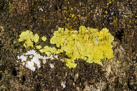 Different Types Of Crustose Lichen Species On A Concrete Wall And Stones Near The Black Sea
