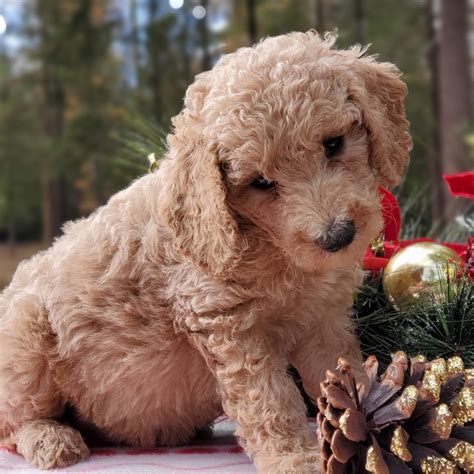 Dark Brown Goldendoodle Puppies