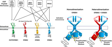 The Yin And Yang Of Erbb4 Tumor Suppressor And Oncoprotein Pmc