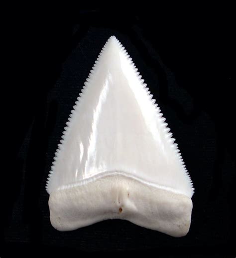 Great White Shark Teeth New Species Of 65 Million Year Old Fossil