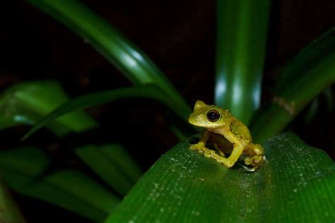 Cuetzalan Amphibians ConservaciÓn Anfibios