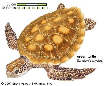 Green Sea Turtle Shell Pattern