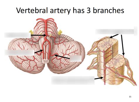 Vertebral Artery Branches Diagram Quizlet Vertebral Artery Branches Diagram Quizlet