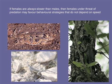 Effects Of Sex And Temperature On Locomotor Performance In Lizards