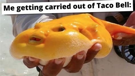 Taco Bell Meme