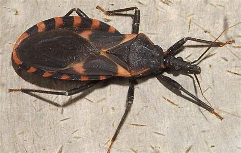 Updated Kissing Bug Emerging Threat Heres What You Should Know
