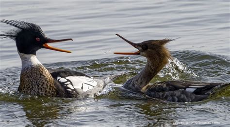 Small Sensor Photography By Thomas Stirr This Website Celebrates The Joy Of Photography And