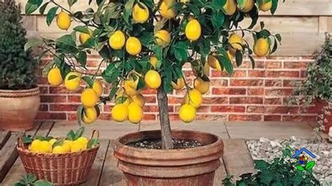 Dwarfing Your Lemon Tree Practical Techniques For A Compact Size