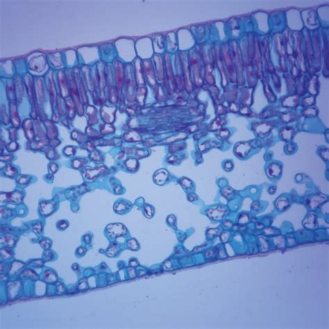 Slide Typical Monocot And Dicot Leaf Cs Each Vitta Education