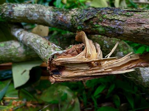 Premium Photo Broken Teak Tree Stalk Texture