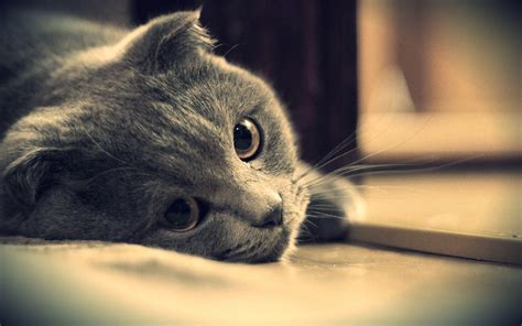 Sad Cat Wallpapers Wallpaper Cave